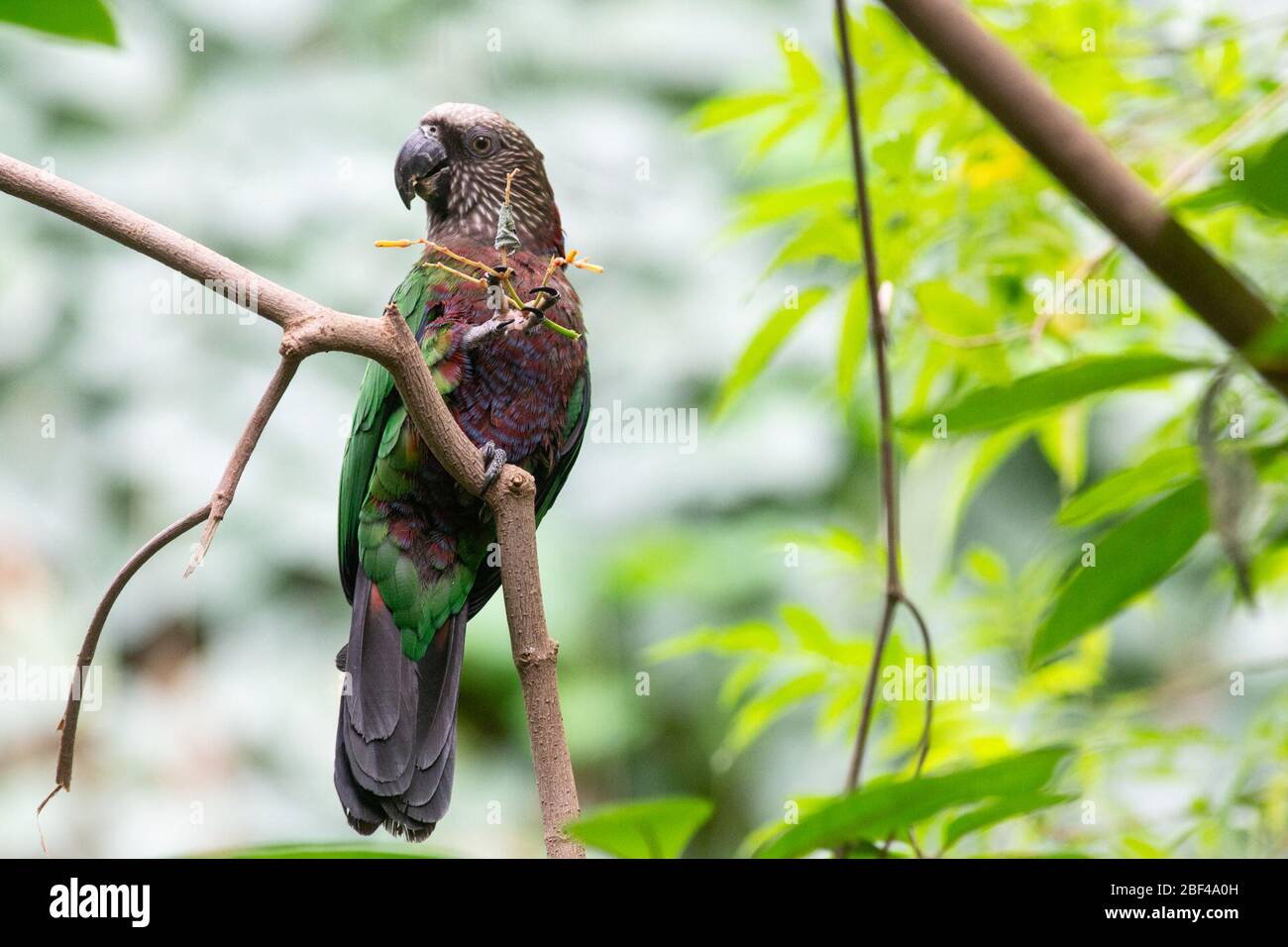 Hawkheaded Parrot. Species: accipitrinus,Genus: Deroptyus,Family ...