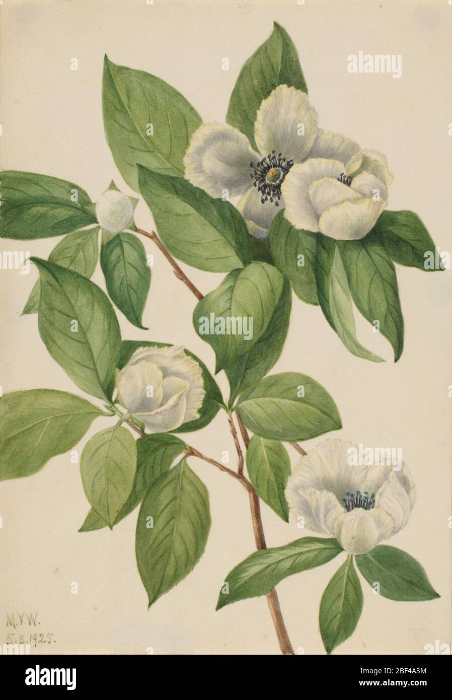 Virginia Stewartia Stewartia malachodendron Stock Photo - Alamy