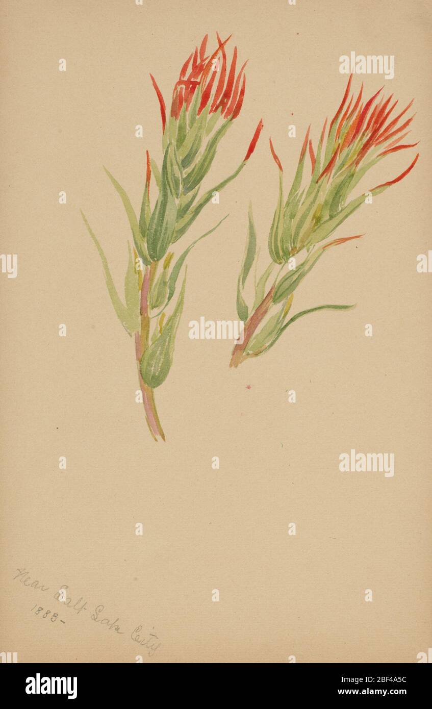 Plant features study hi-res stock photography and images - Alamy