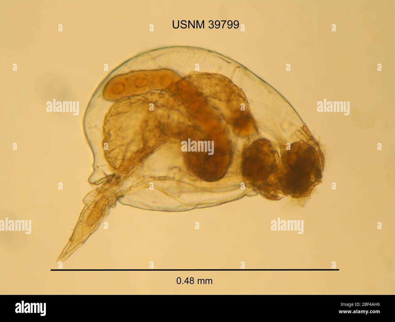 Eupoda hi-res stock photography and images - Alamy