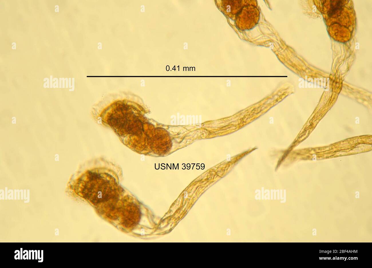 Conochilus hi-res stock photography and images - Alamy