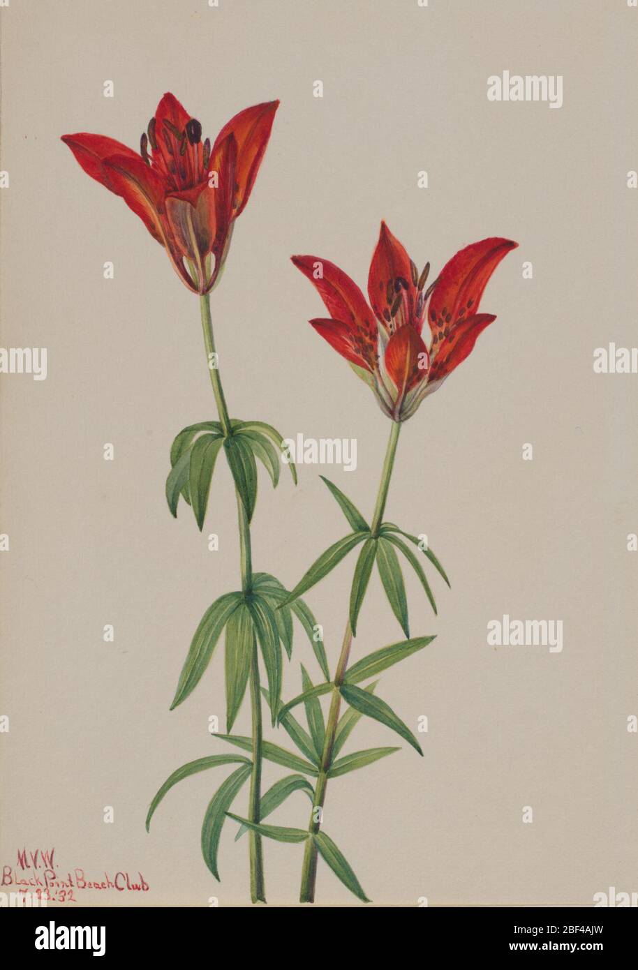 Lilium philadelphicum hi-res stock photography and images - Alamy