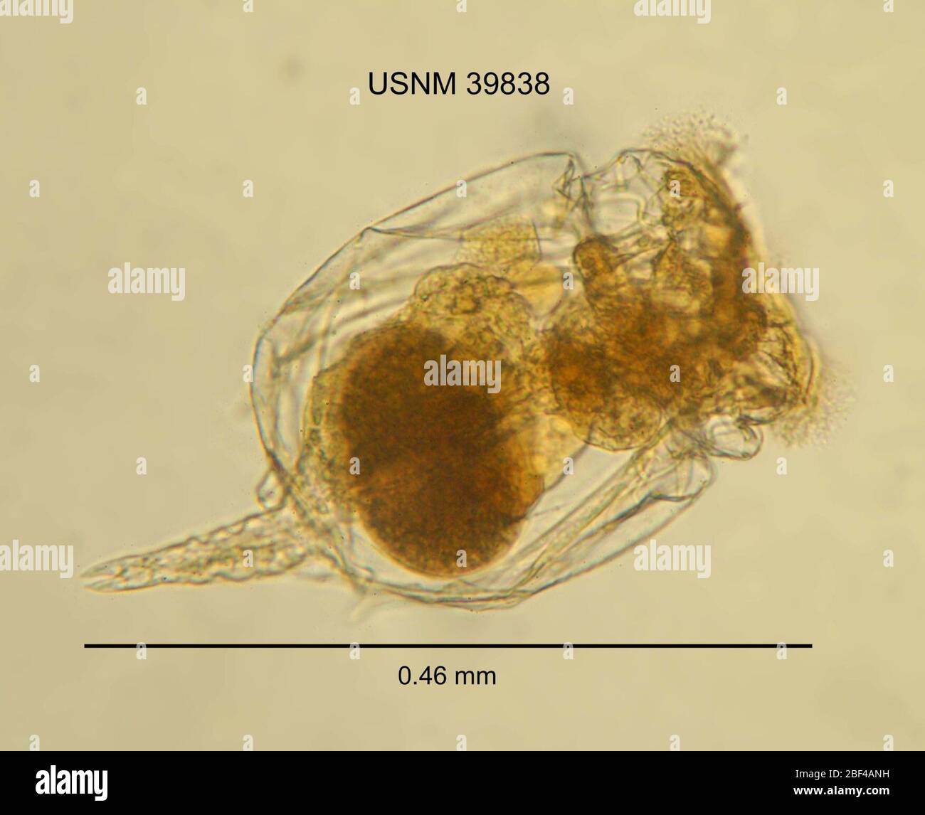 Brachionus hi-res stock photography and images - Alamy