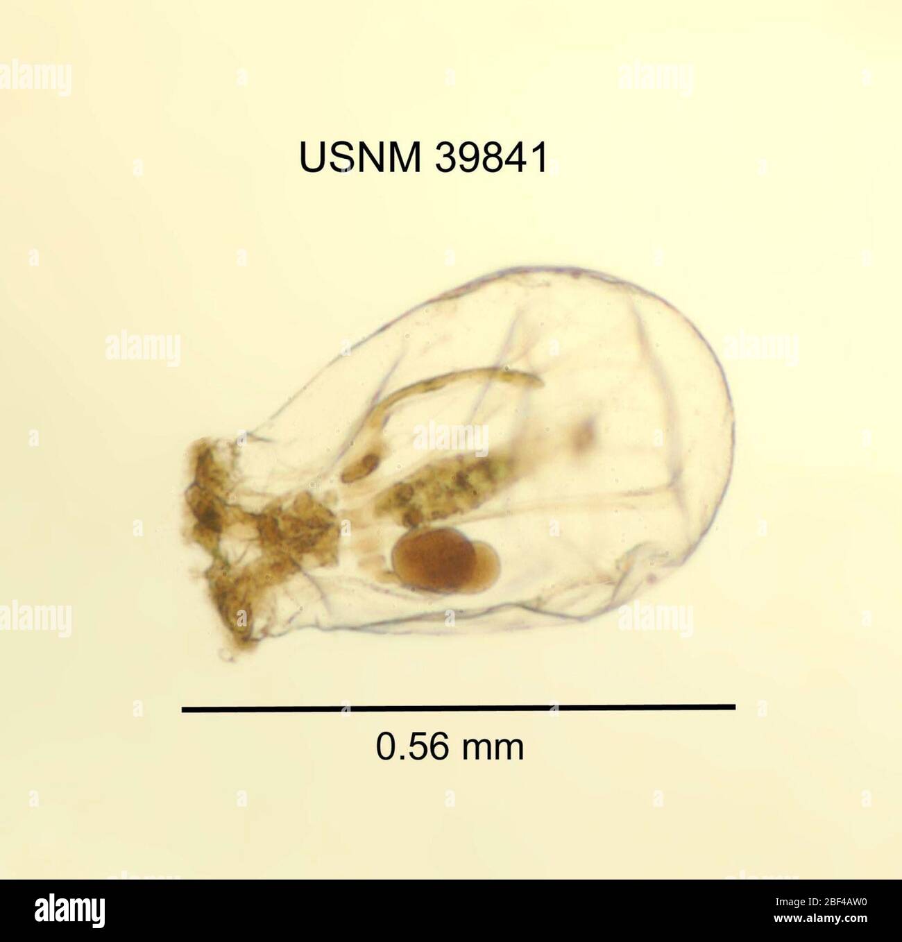 Epiphanes hi-res stock photography and images - Alamy