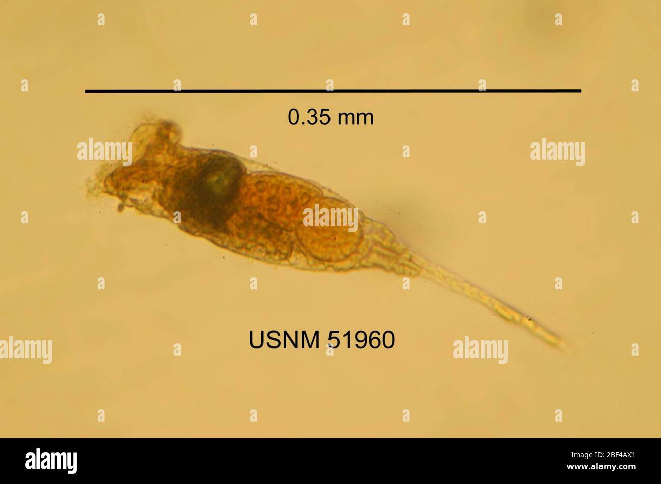 Collotheca hi-res stock photography and images - Alamy