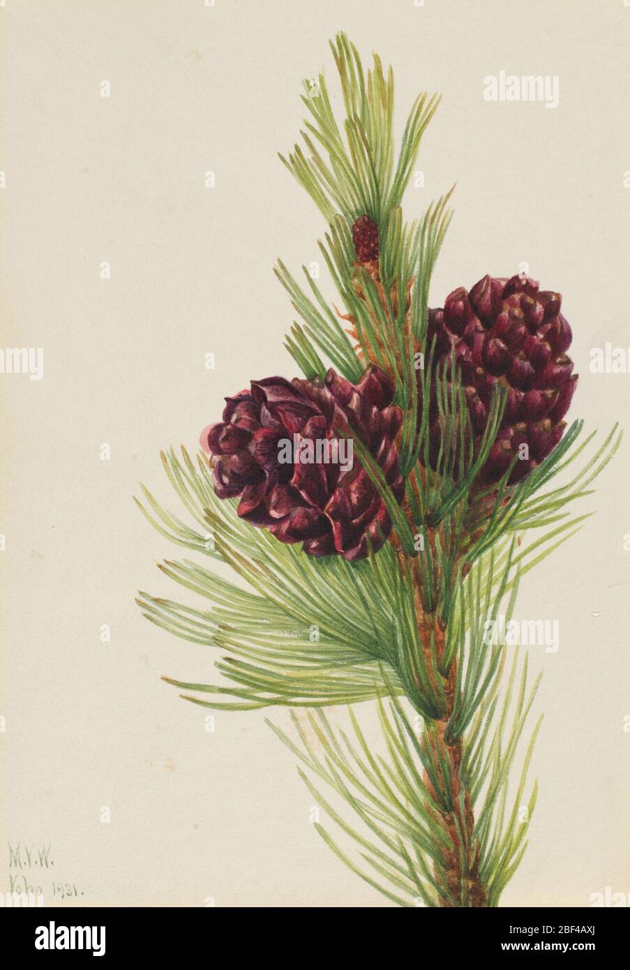 Pinus albicaulis hi-res stock photography and images - Alamy