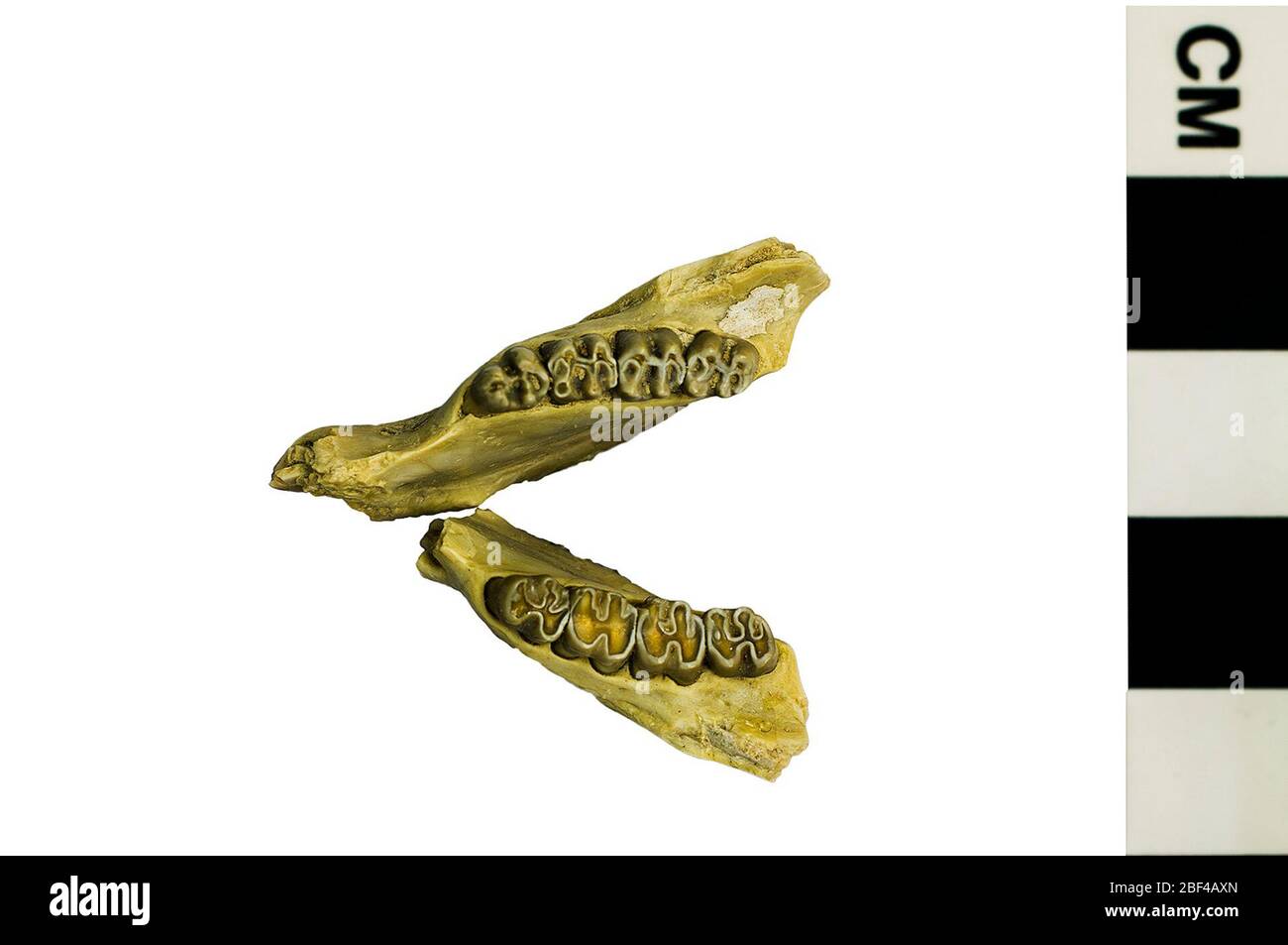 Fossil Rodent. This object is part of the Education and Outreach ...