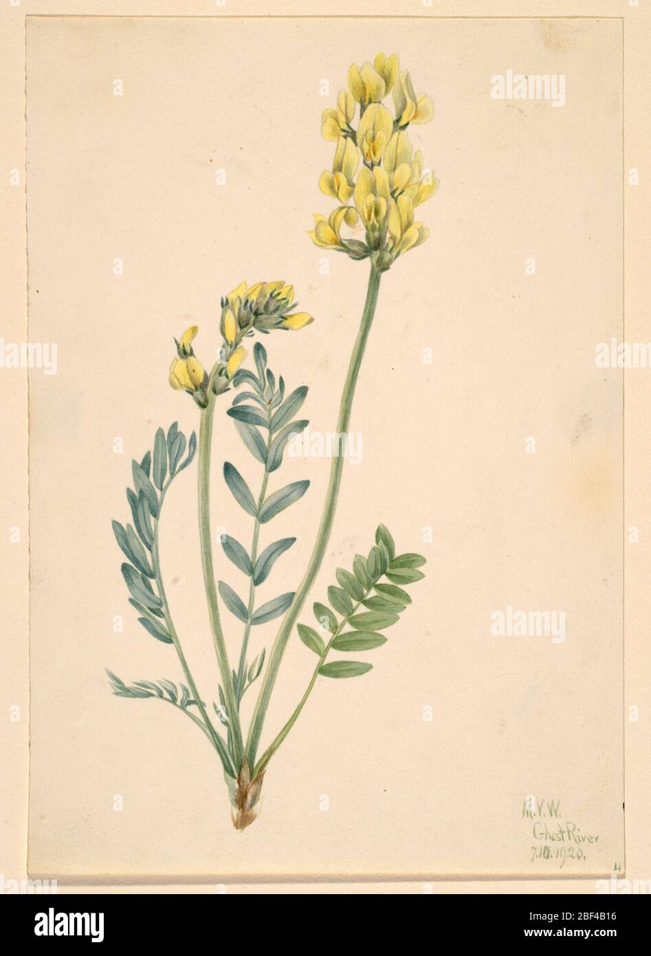 Locoweed hi-res stock photography and images - Alamy