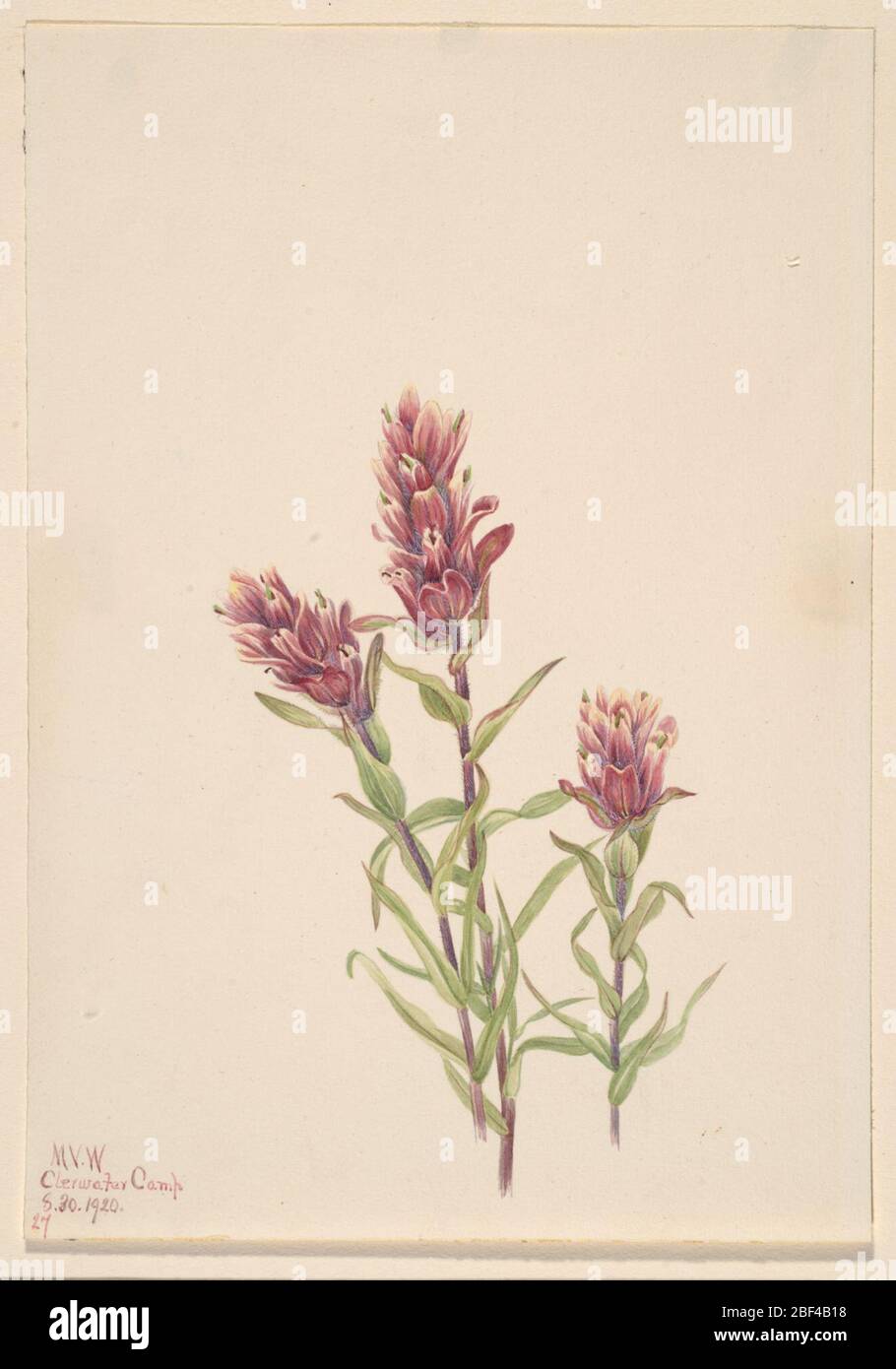 Rose Paintbrush Castilleja pallida Stock Photo - Alamy