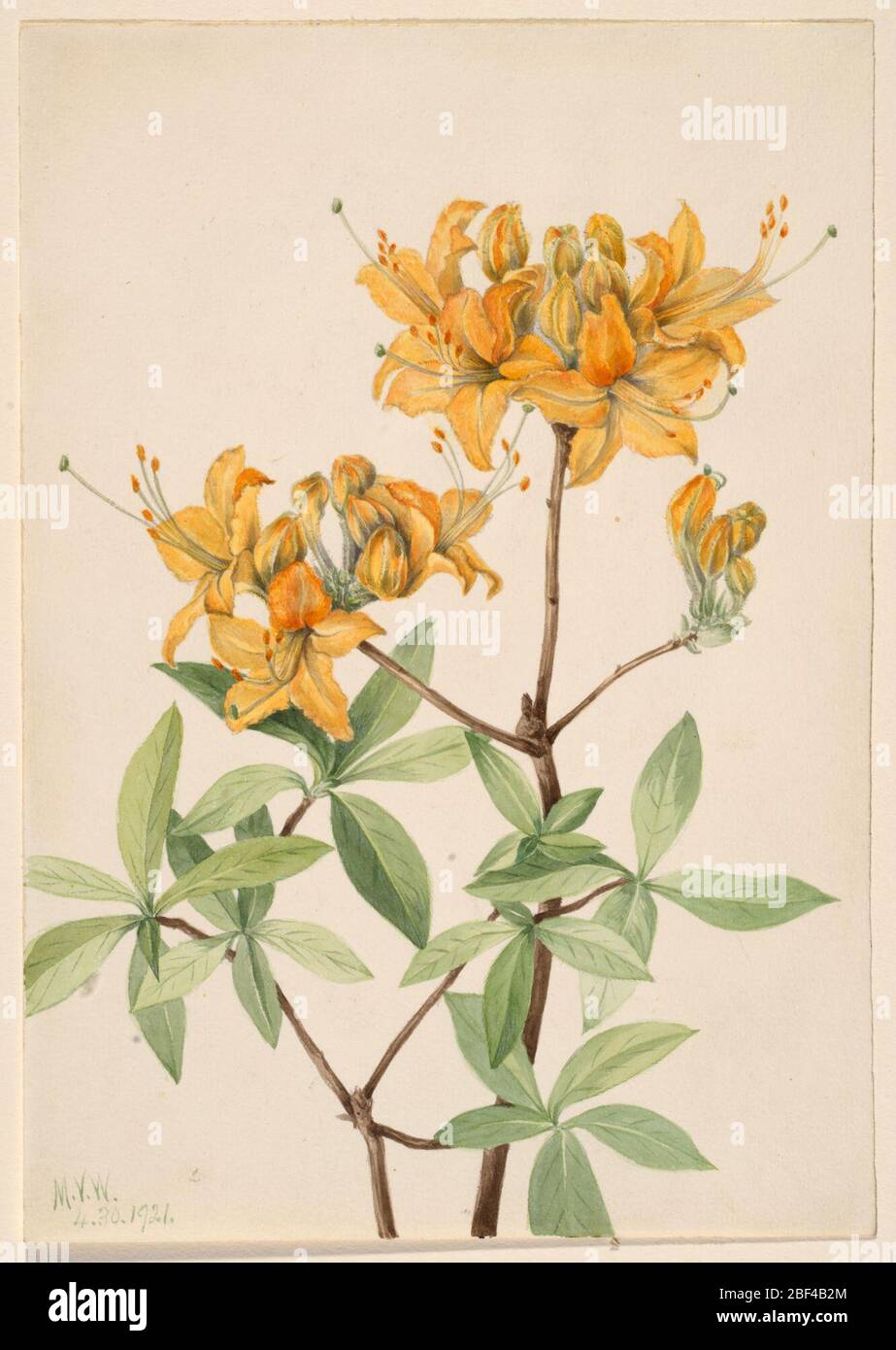 Flame Azalea Azalea lutea Stock Photo - Alamy