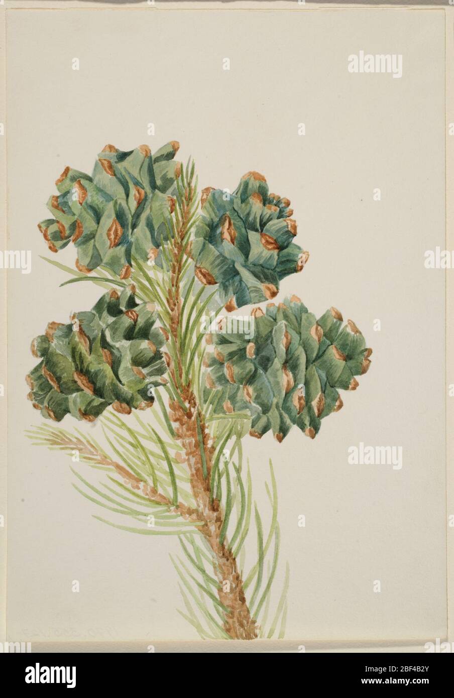 Pinus Monophylla High Resolution Stock Photography and Images - Alamy