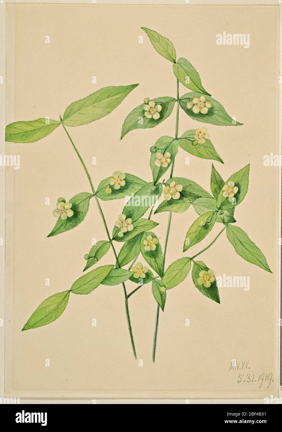 Native strawberry plants hi-res stock photography and images - Alamy