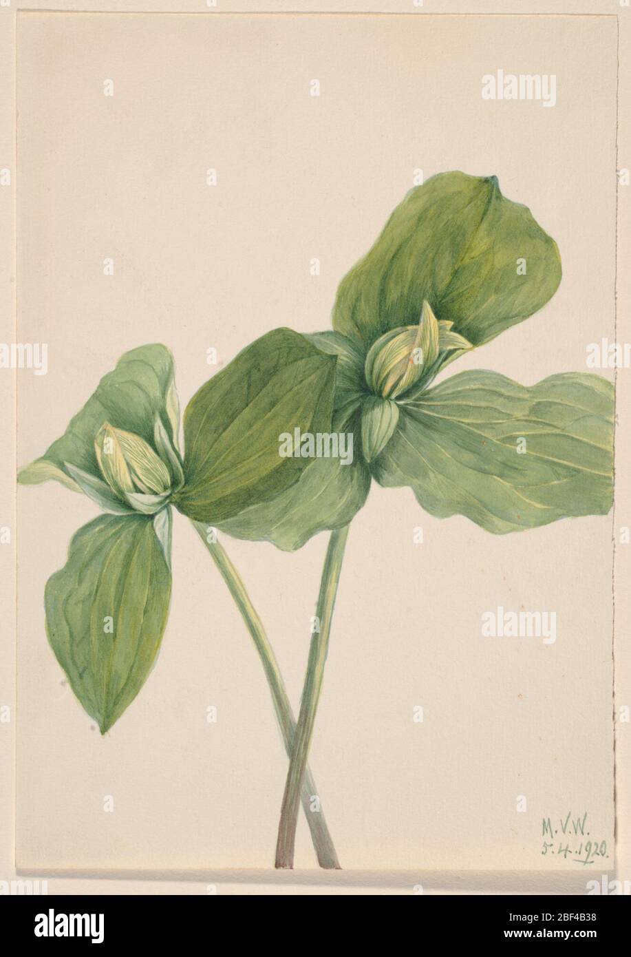 Sessile trillium wildflower hi-res stock photography and images - Alamy