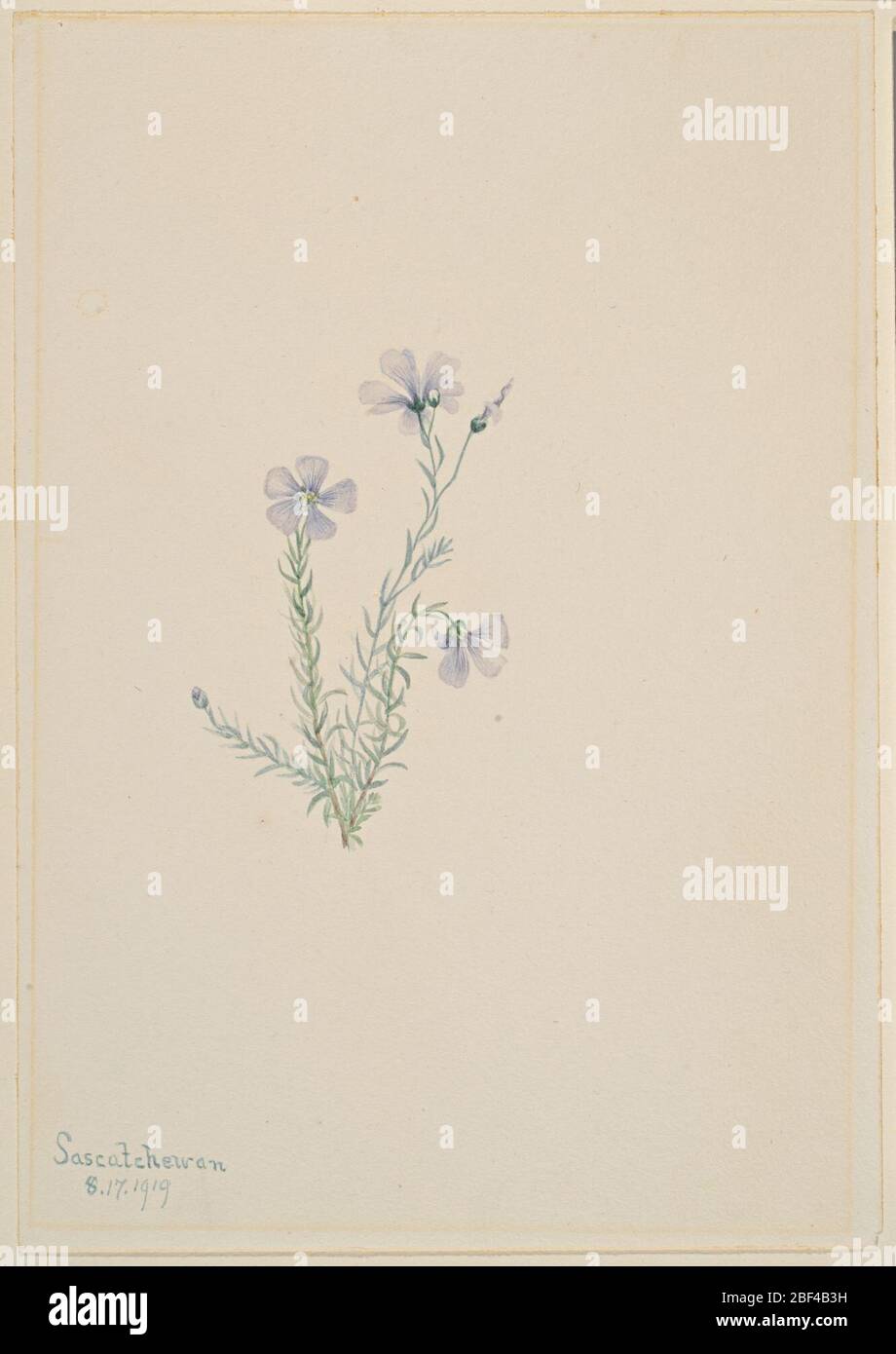 Wild Flax Linum lewisii Stock Photo - Alamy