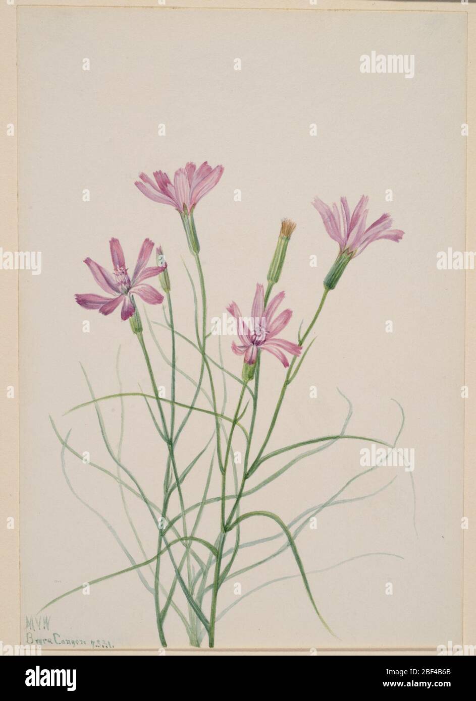 Skeleton weed hi-res stock photography and images - Alamy