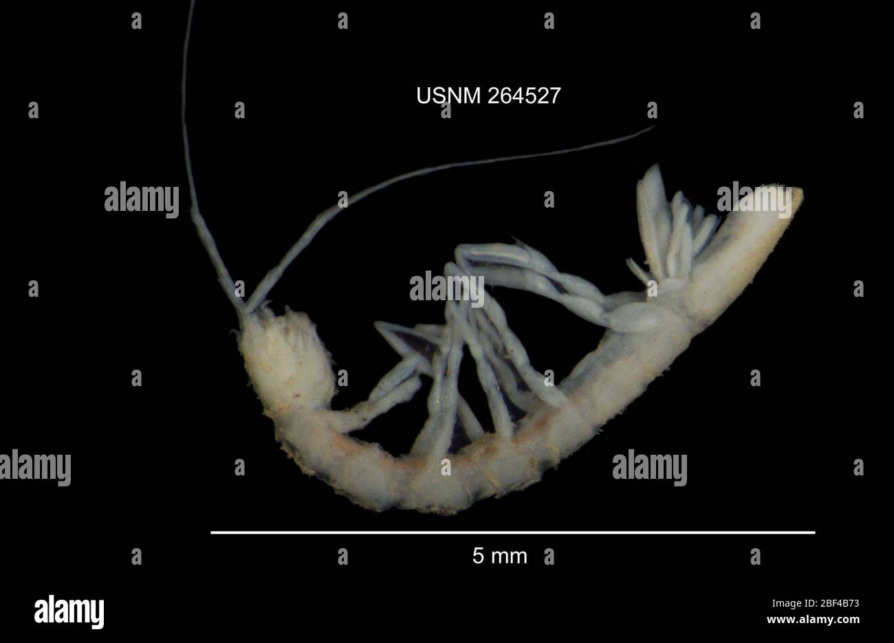 Caecidotea franzi. 21 Oct 201441A13 Stock Photo - Alamy