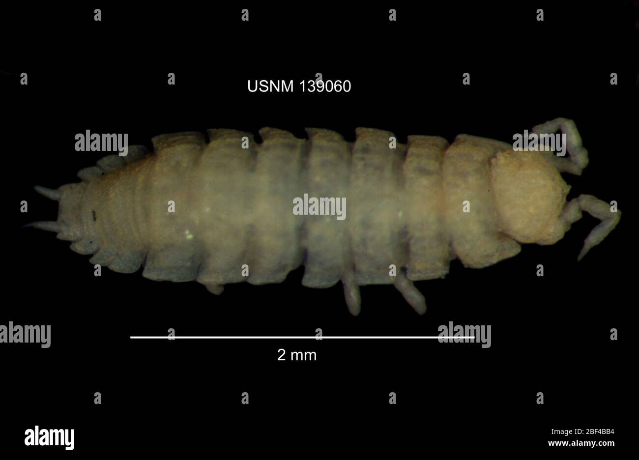 Danicus hi-res stock photography and images - Alamy