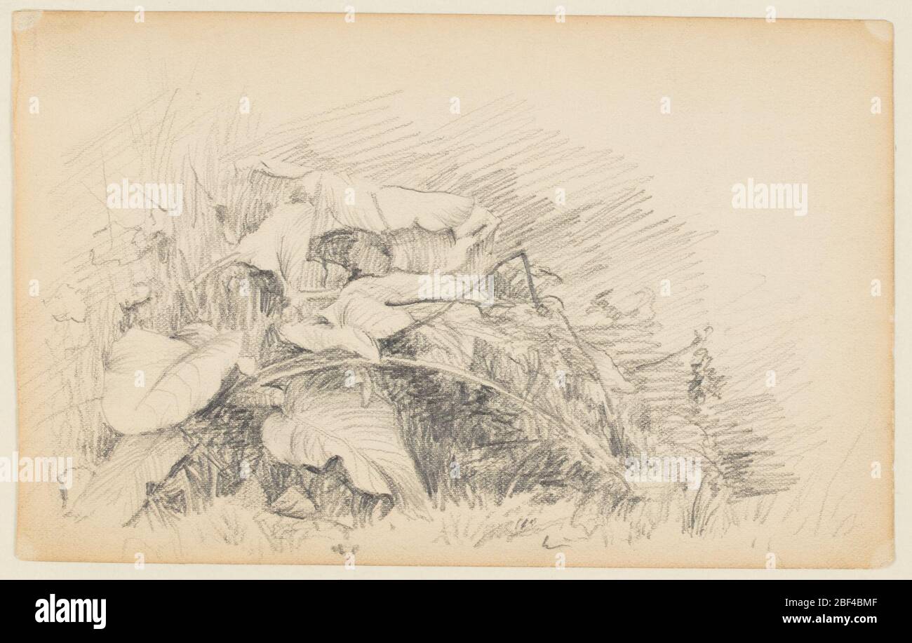 Study of Grass and Plants. A low plant with big leaves at the edge of ...