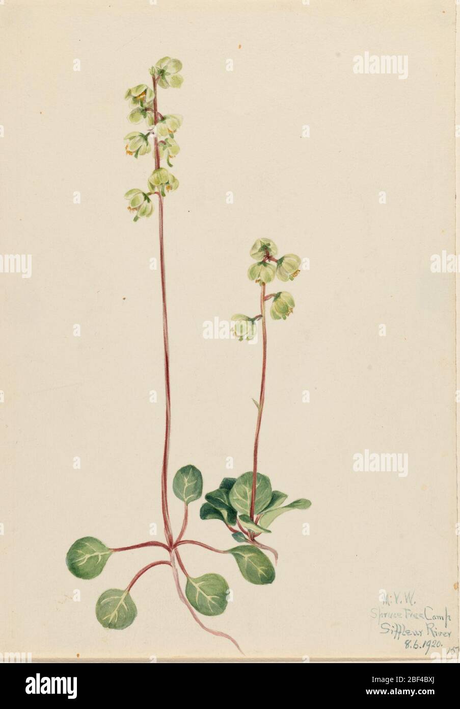 Pyrola chlorantha hi-res stock photography and images - Alamy