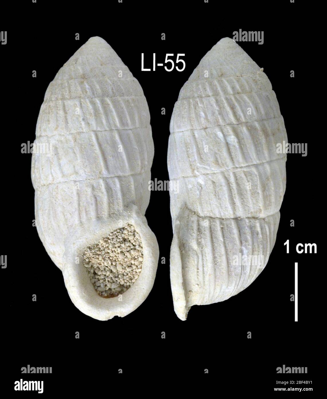 Cerion hi-res stock photography and images - Alamy