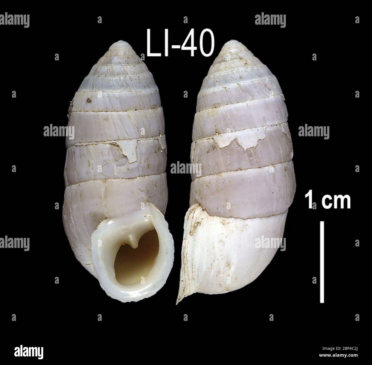 Cerion hi-res stock photography and images - Alamy