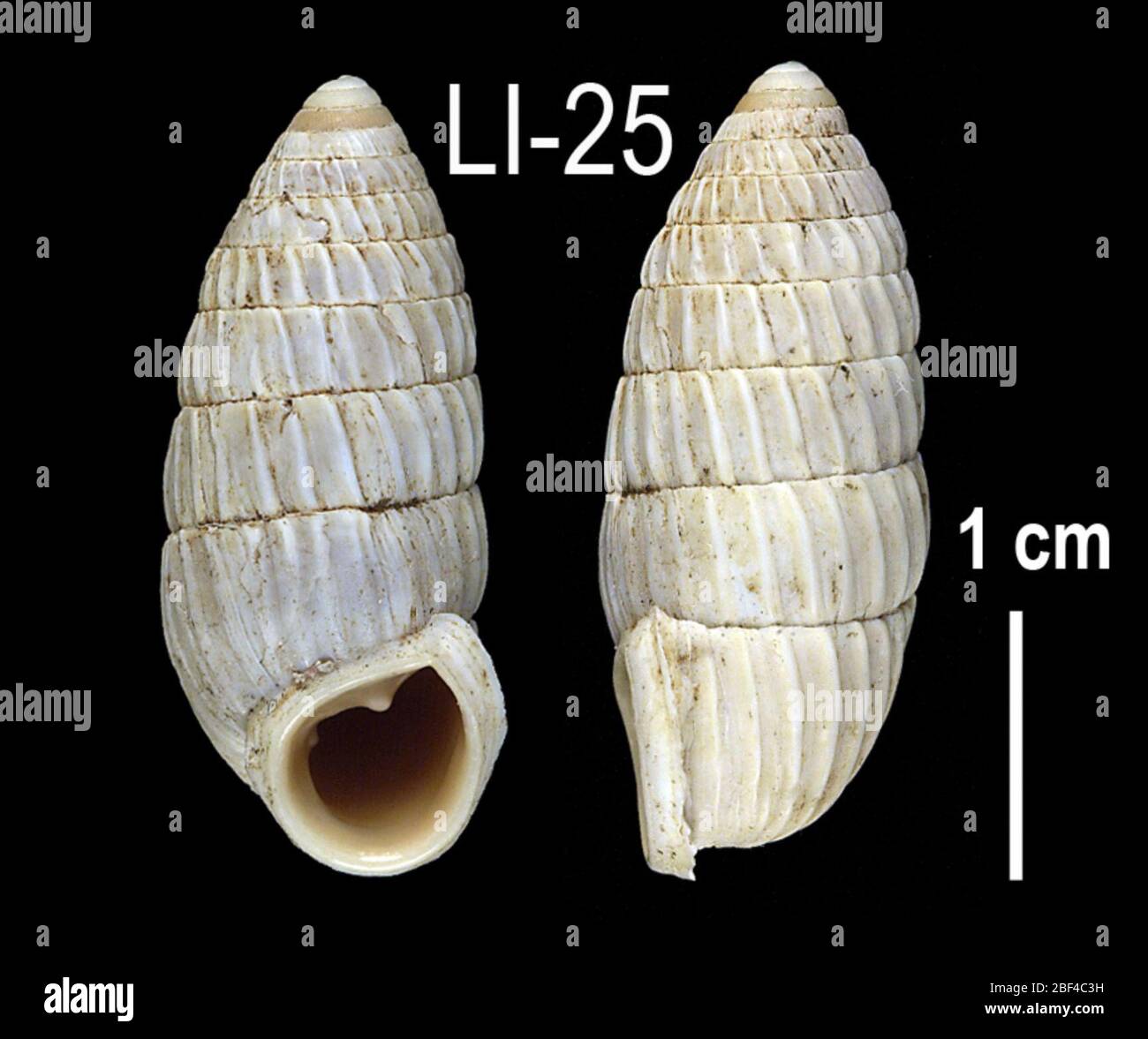 Cerion hi-res stock photography and images - Alamy