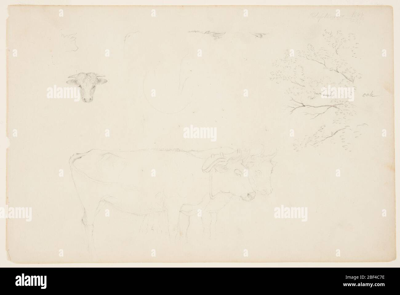 Two Standing Oxen Yoked Together Series of Oxen Heads and Hindparts and ...