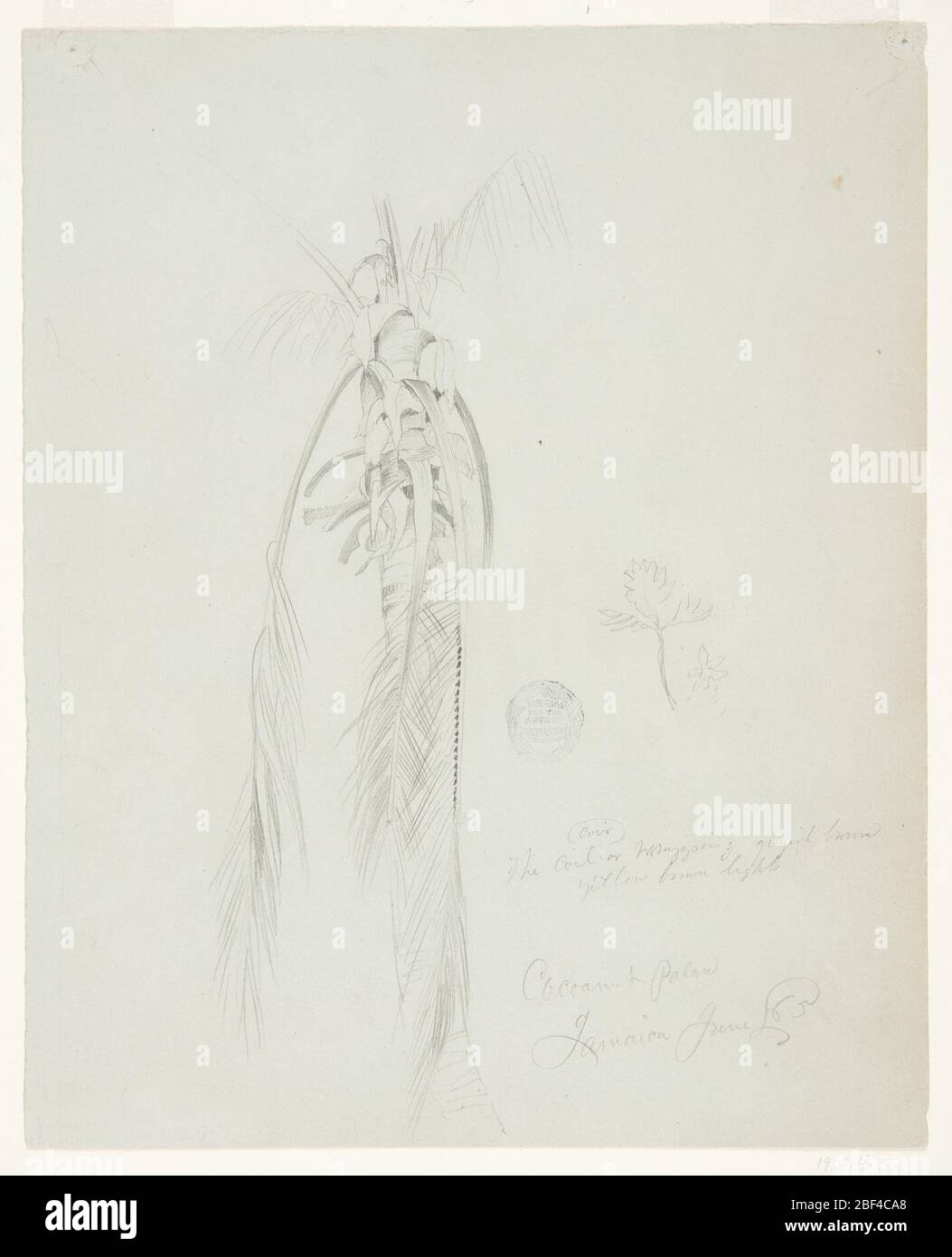 Coconut Palm Jamaica. Vertical view of the trunk and lower bough of a ...