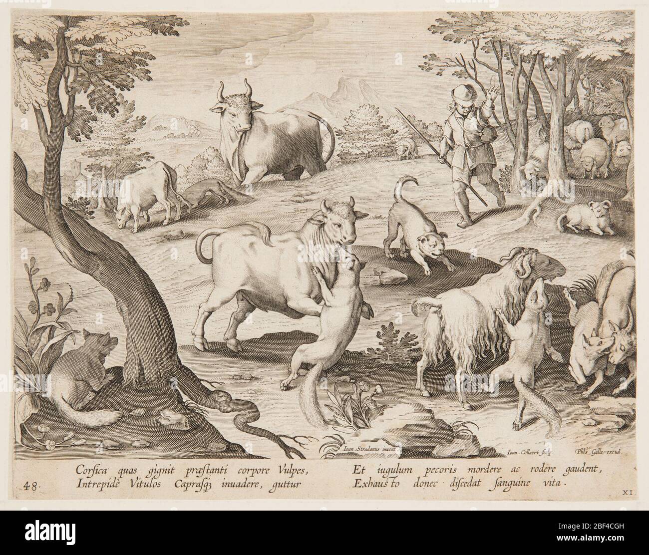 Foxes attack sheep hi-res stock photography and images - Alamy