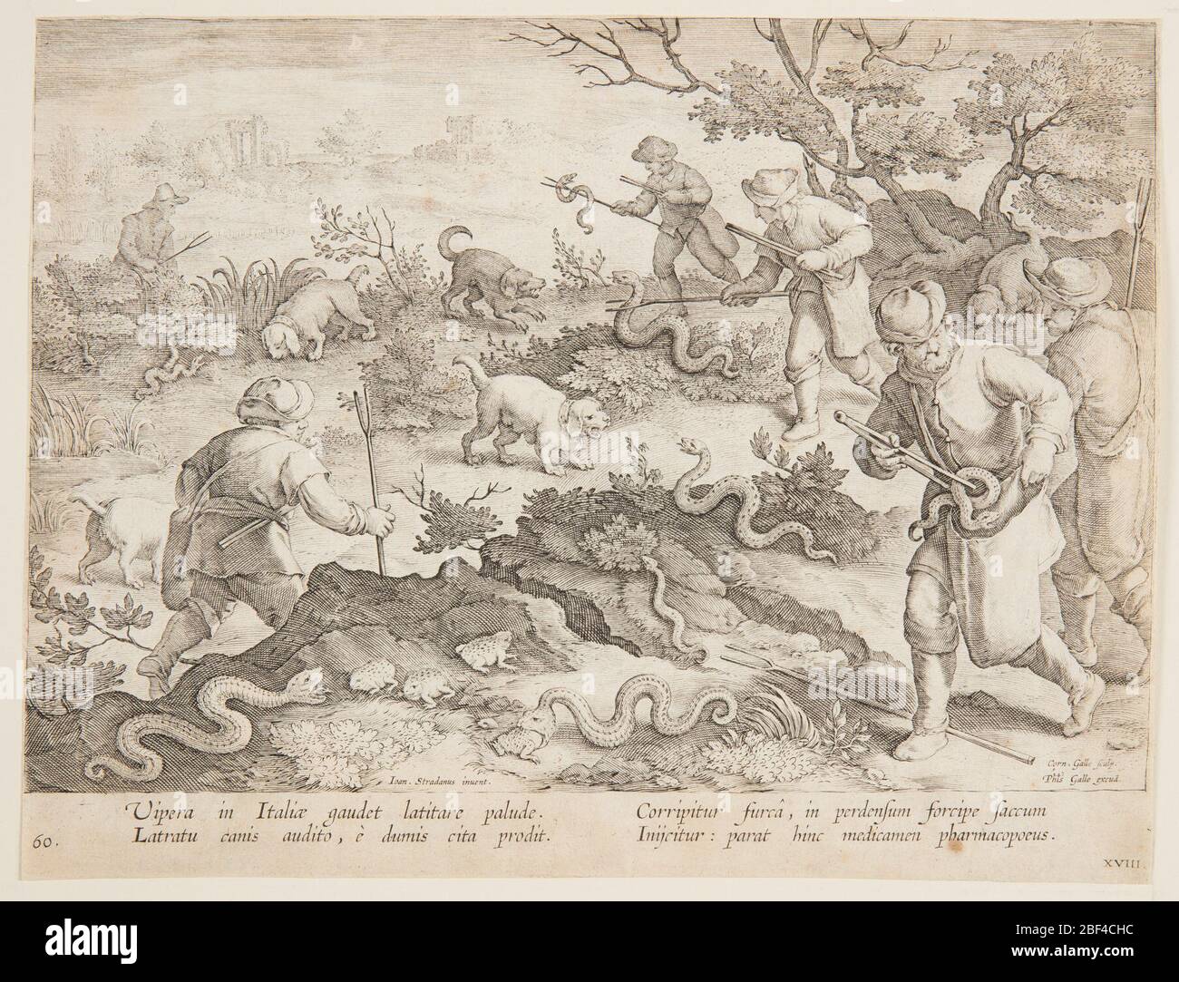 Hunting snakes. Horizontal rectangle. Hunters and their dogs capturing ...