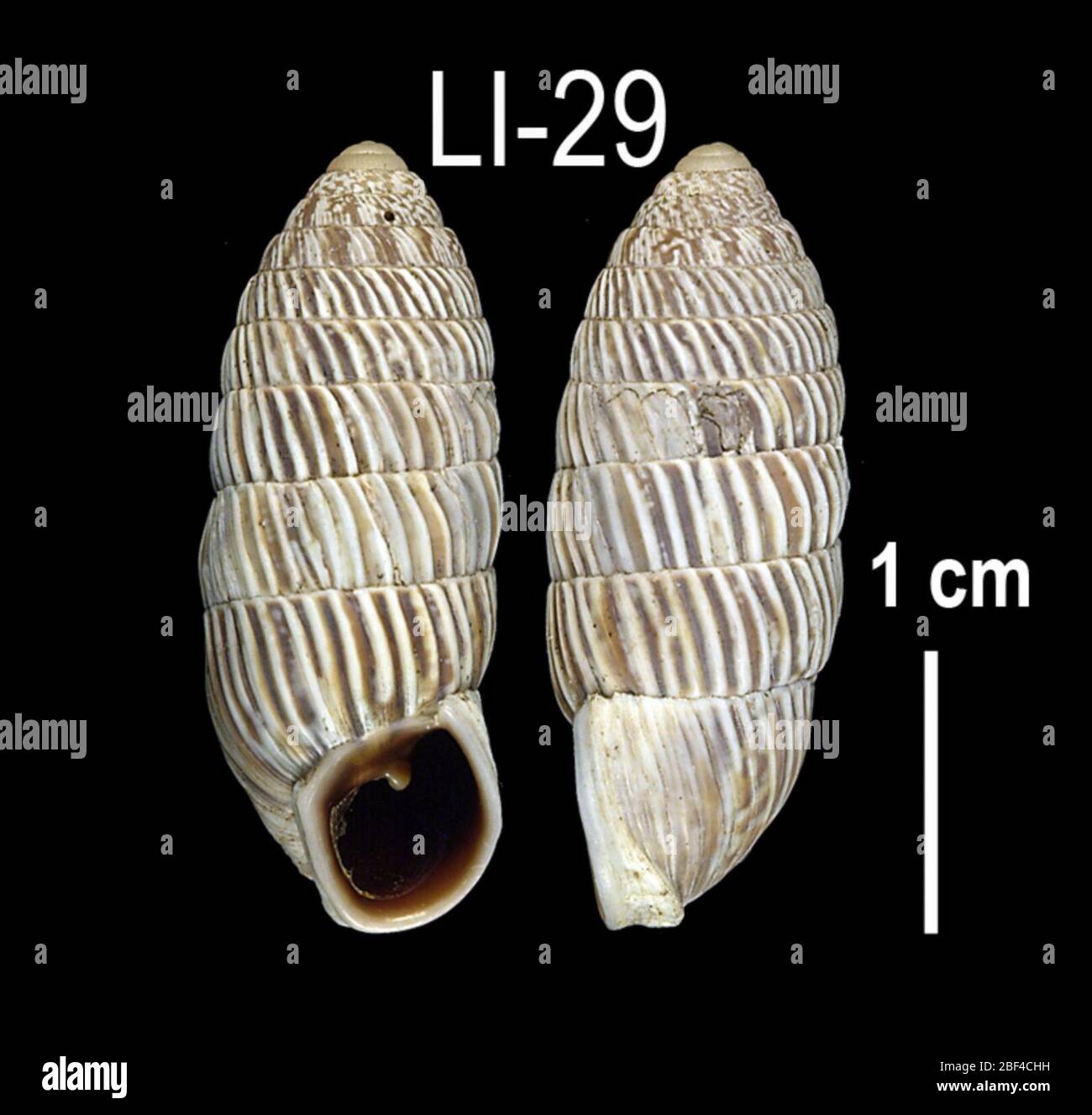 Cerion hi-res stock photography and images - Alamy