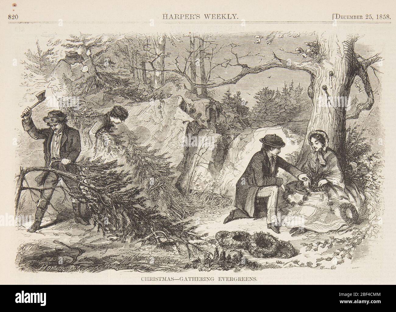 Two men cut down evergreen trees hi-res stock photography and images ...