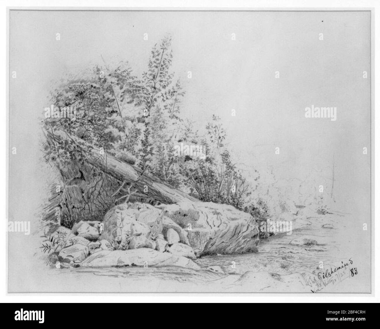 Tree fallen tree Cut Out Stock Images & Pictures - Alamy