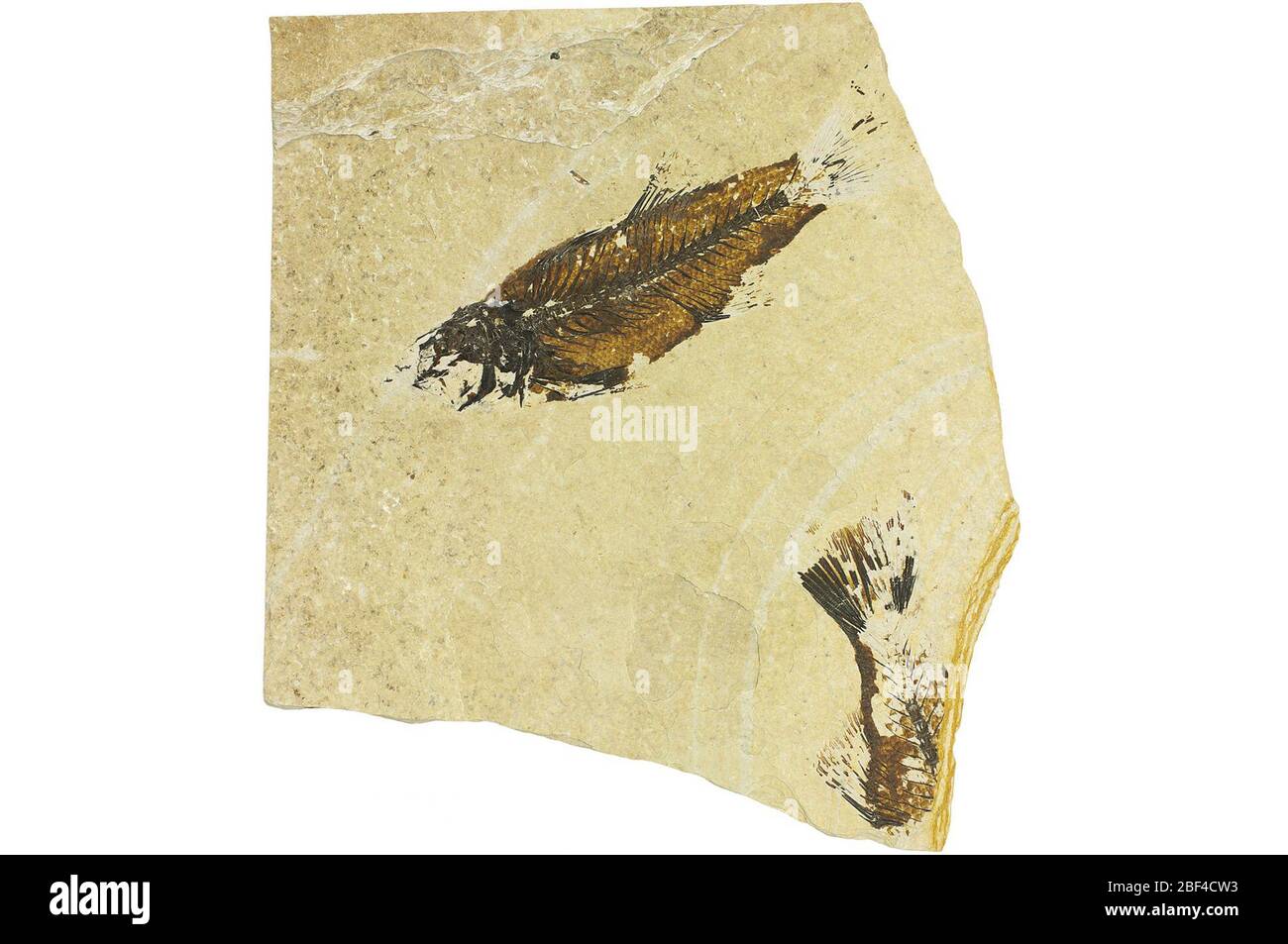 Fossil Perchlike Fish. This object is part of the Education and ...