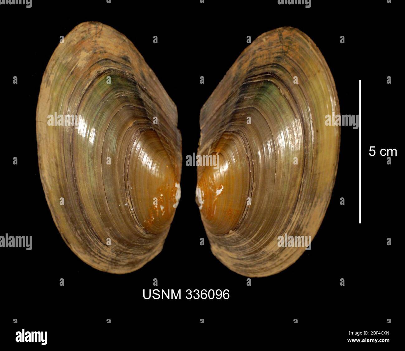 Jan 11 1919 hi-res stock photography and images - Alamy