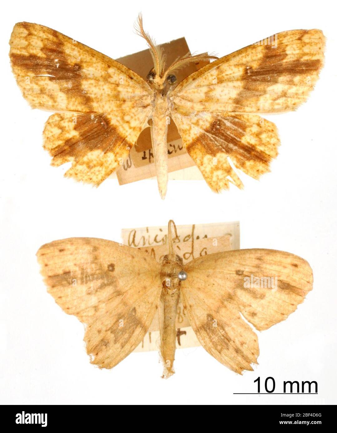 Scintillans hi-res stock photography and images - Alamy