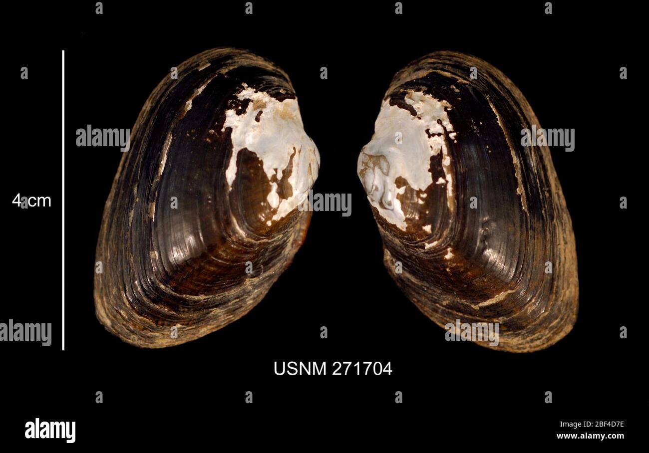 Alasmidonta undulata hi-res stock photography and images - Alamy