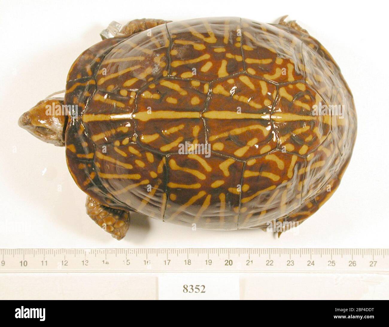 Bauri hi-res stock photography and images - Alamy