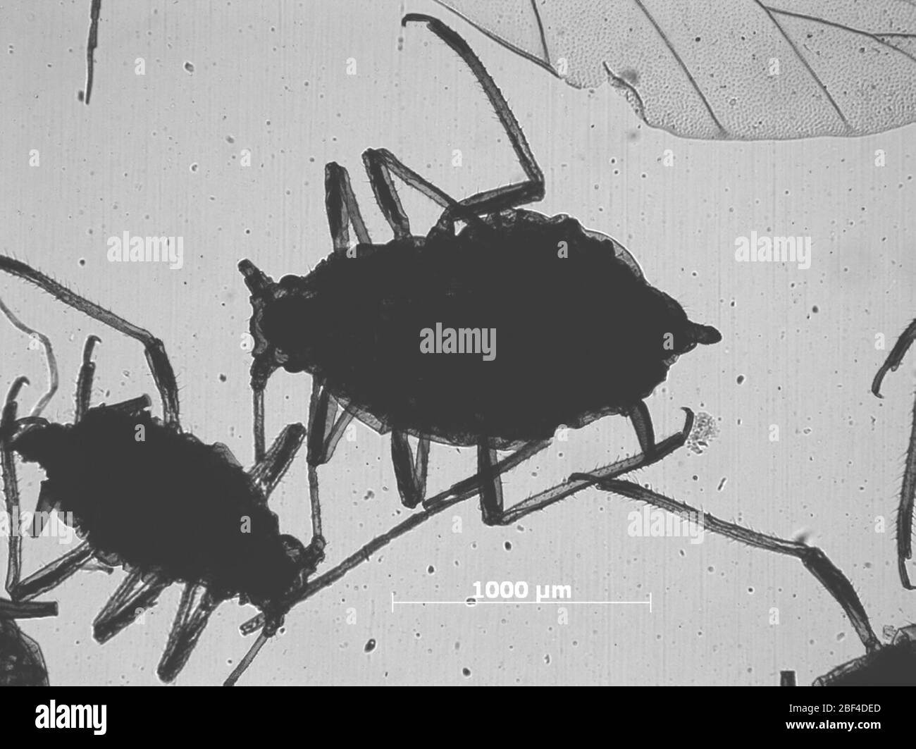 Valerianae hi-res stock photography and images - Alamy