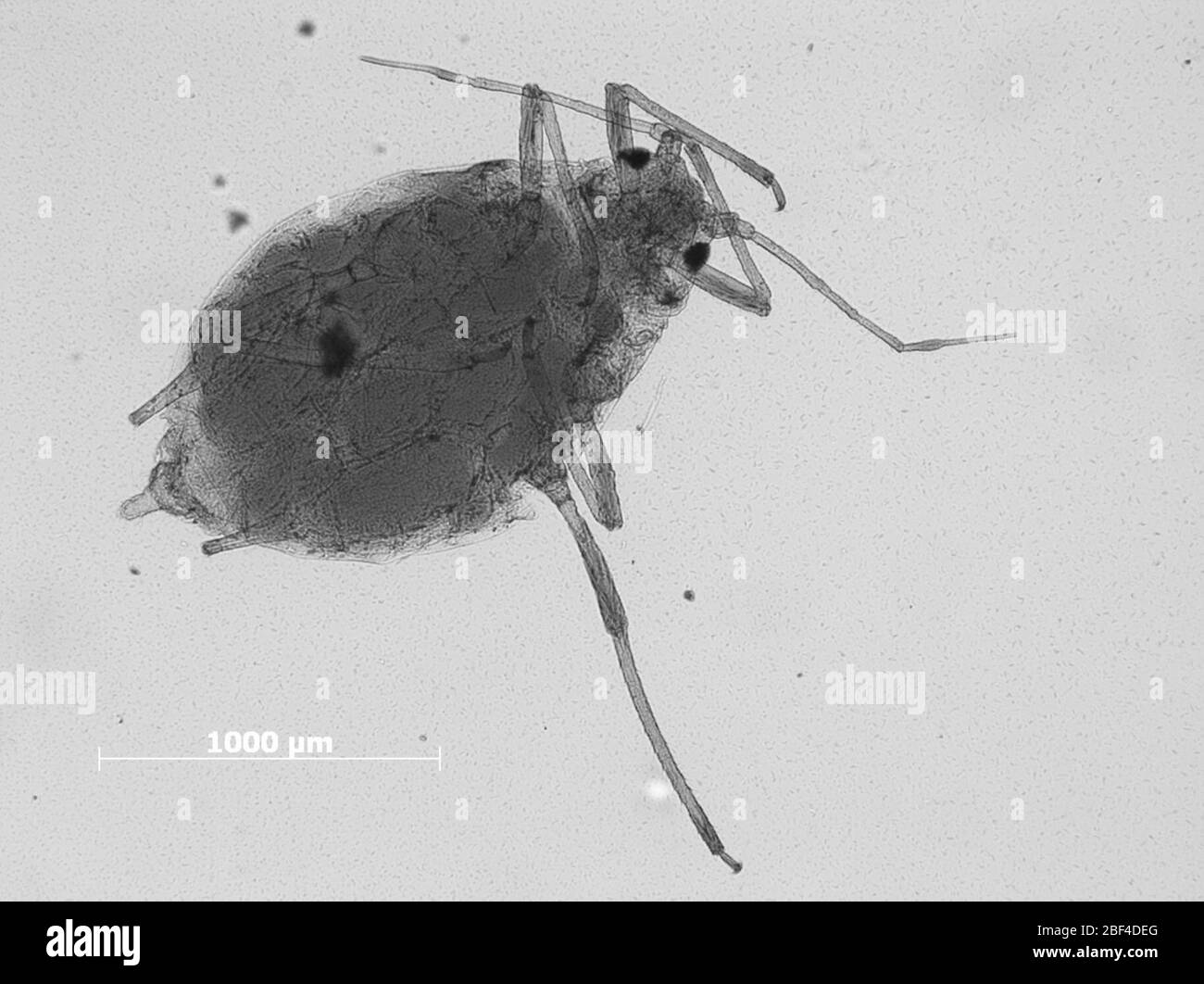 Host parasite insect Black and White Stock Photos & Images - Alamy
