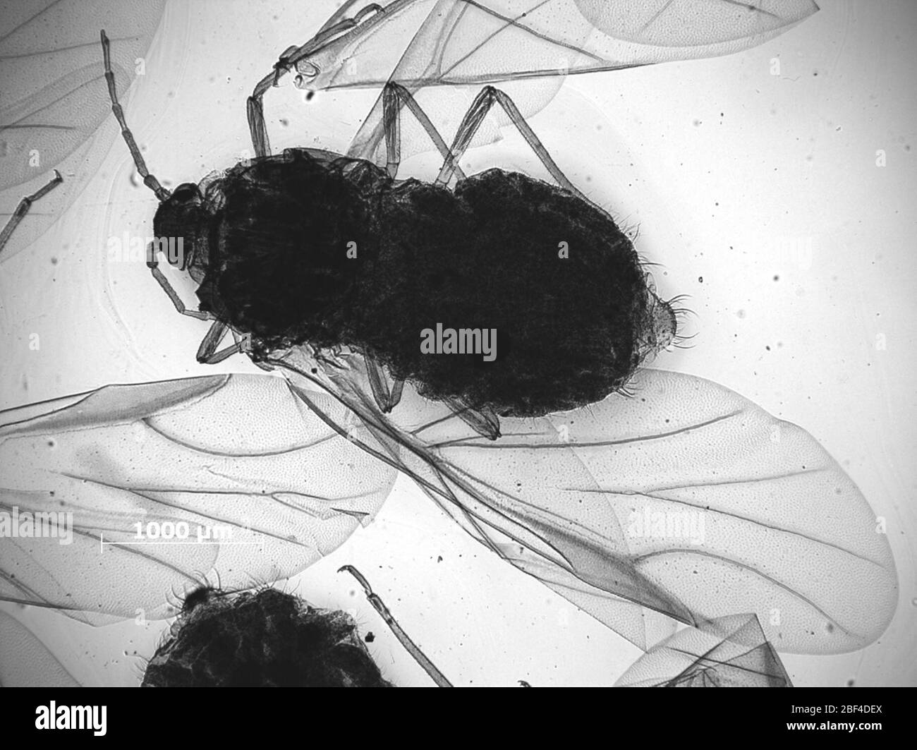 Sacculi hi-res stock photography and images - Alamy