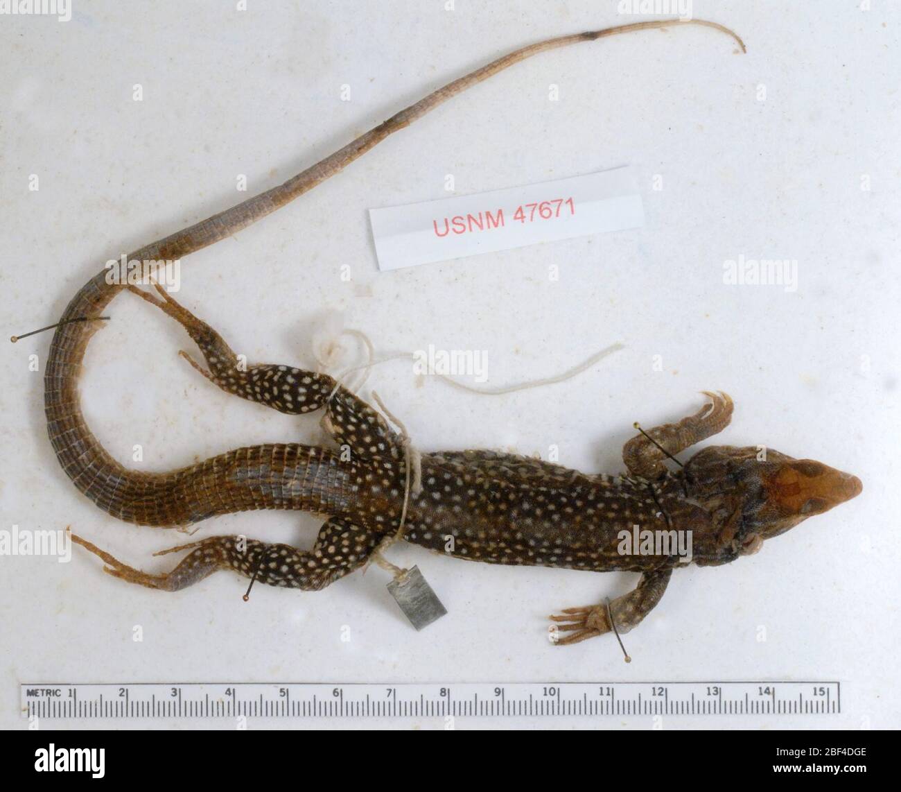 Aspidoscelis sacki huico. 2 Oct 20181 Stock Photo - Alamy