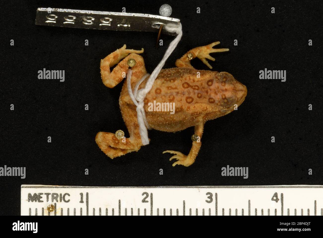 Anaxyrus americanus. 2 Oct 20181 Stock Photo - Alamy
