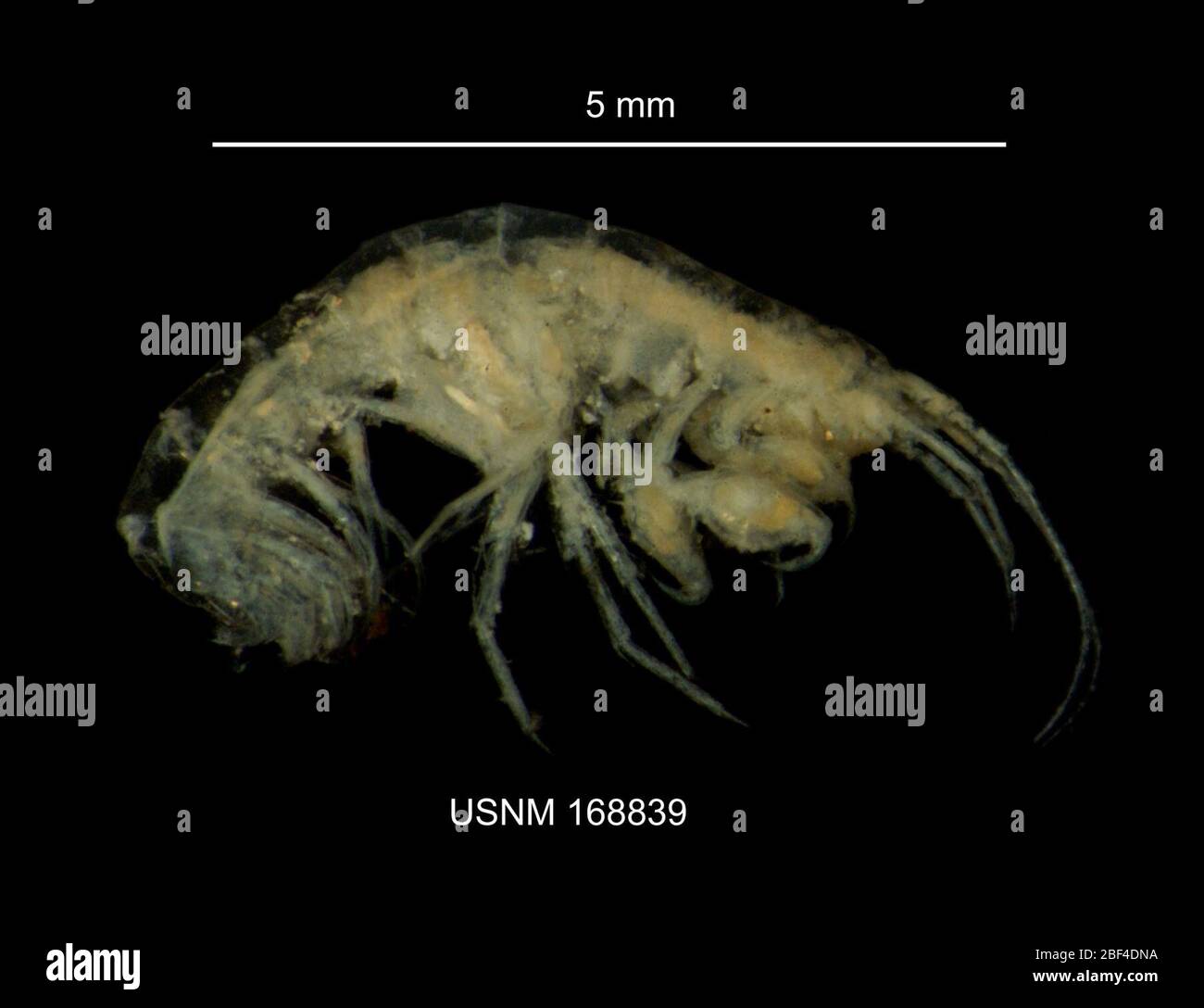Stygobromus hi-res stock photography and images - Alamy