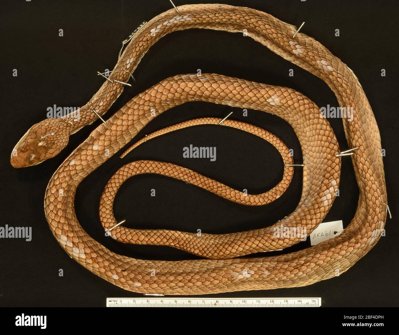 Pseustes Poecilonotus High Resolution Stock Photography and Images - Alamy