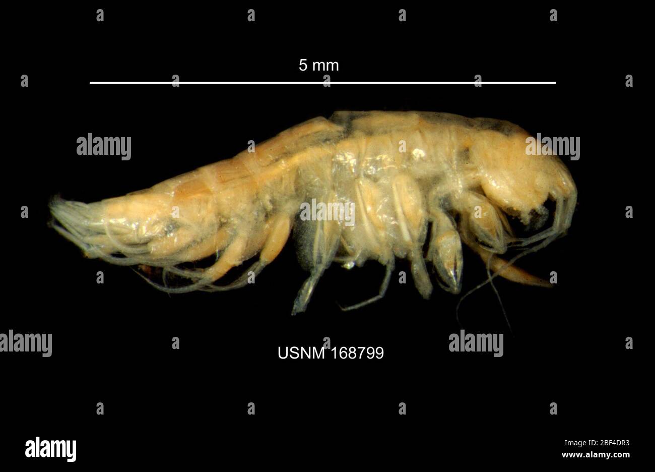 Stygobromus hi-res stock photography and images - Alamy