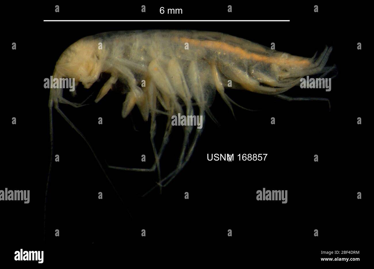 Stygobromus hi-res stock photography and images - Alamy