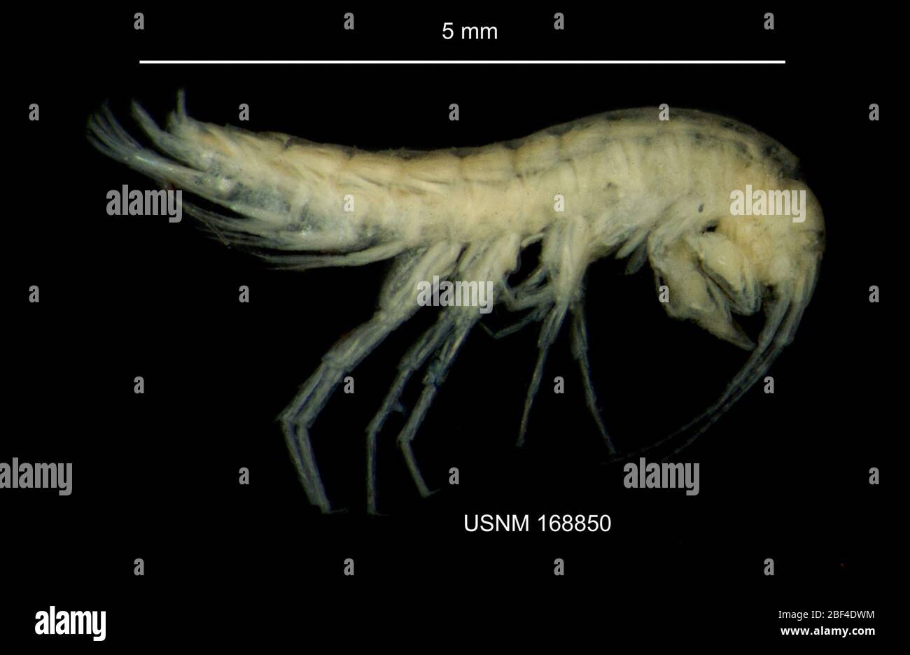 Stygobromus hi-res stock photography and images - Alamy