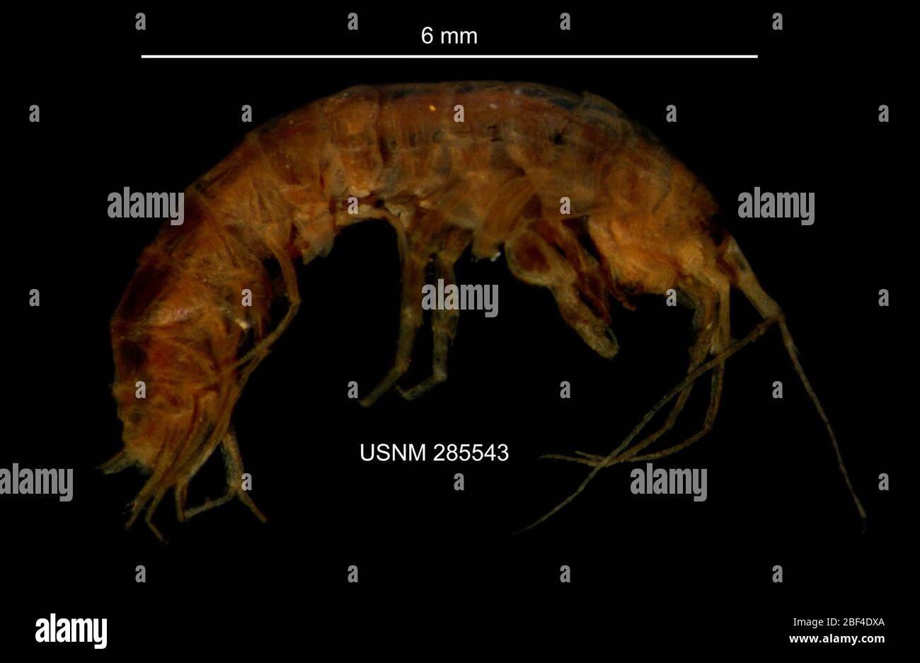 Gammarus minus. 17 Oct 20147 Stock Photo - Alamy