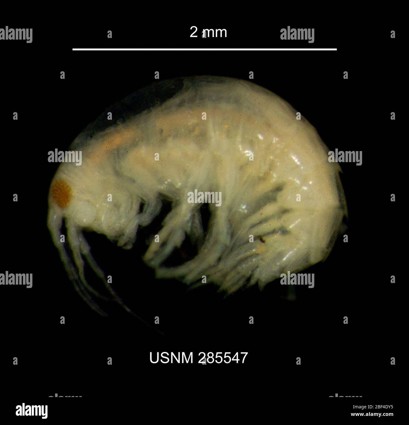 Hyalella azteca hi-res stock photography and images - Alamy